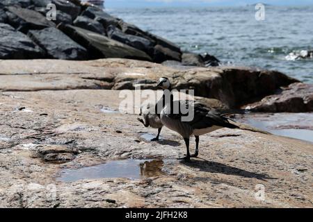 Family of geese in Eiranranta, Helsinki, Finland. One big goose and one ...