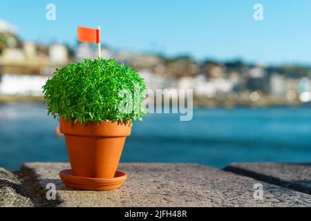 Manjerico plant against Portugal city Stock Photo - Alamy