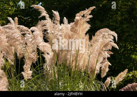 Bedgebury Park Forest Kent England Stock Photo - Alamy