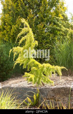 Bedgebury Park Forest Kent England Stock Photo - Alamy