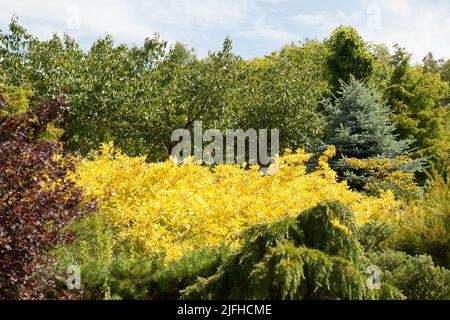 Bedgebury Park Forest Kent England Stock Photo - Alamy