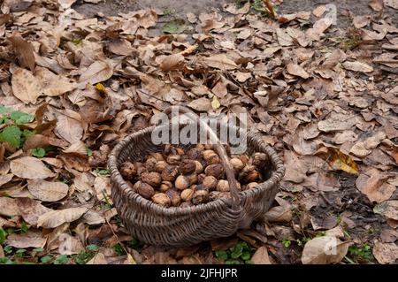 a wicker basket of walnuts stands amidst fallen autumn leaves Stock ...