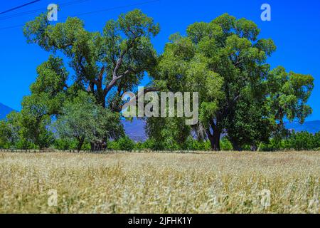 Alamo tree in agricultural field in the municipality of Aconchi, Sonora ...