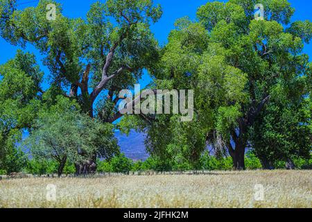 Alamo tree in agricultural field in the municipality of Aconchi, Sonora ...