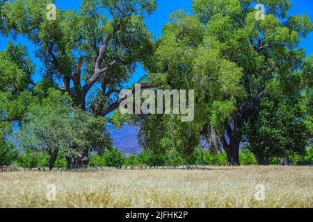 Alamo tree in agricultural field in the municipality of Aconchi, Sonora ...