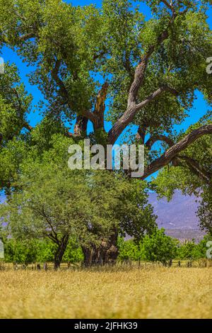 Alamo tree in agricultural field in the municipality of Aconchi, Sonora ...