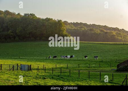 Country Idyll of Normandy: landscape sunset nature with white cows with ...