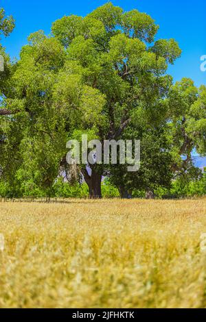 Alamo tree in agricultural field in the municipality of Aconchi, Sonora ...