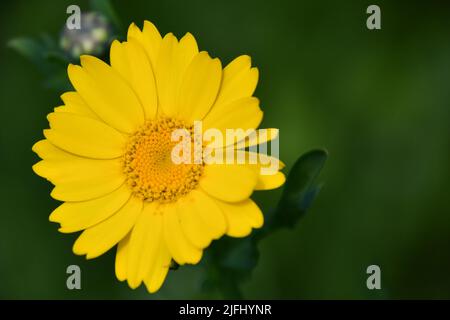 beautiful Glebionis segetum corn marigold corn daisy flower blooms ...