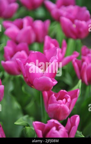 Pink Triumph tulips (Tulipa) Passio Glossy bloom in a garden in April ...