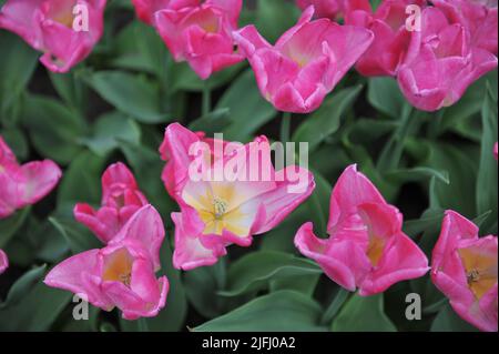Pink Triumph tulips (Tulipa) Passio Glossy bloom in a garden in April ...