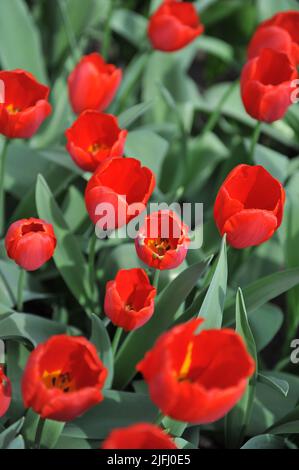 Red Single Late tulips (Tulipa) Wisley bloom in a garden in April Stock ...