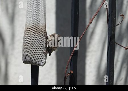 House finch eye disease or Mycoplasmal conjunctivitis is a highly ...