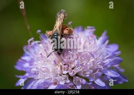 Insect feeding on a violet flower Stock Photo - Alamy