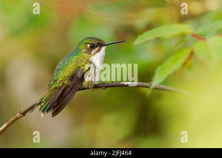 White-booted Racket-tail - Ocreatus underwoodii pair, male and female ...