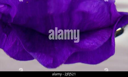 Extreme close up of plunged blooming flower bud in transparent water ...