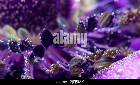 Extreme close up of plunged blooming flower bud in transparent water ...