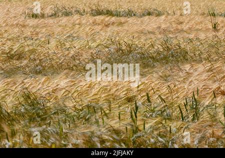 wind blown corn Stock Photo - Alamy