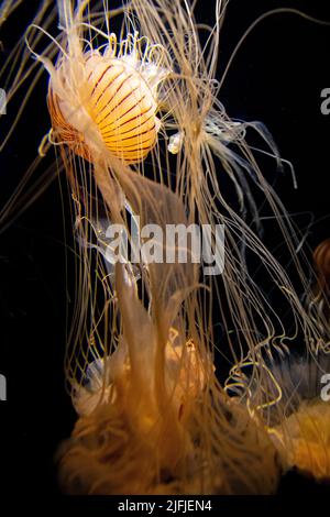 Atlantic Bay Nettle (Chrysaora Chesapeakei) floating in an aquarium ...