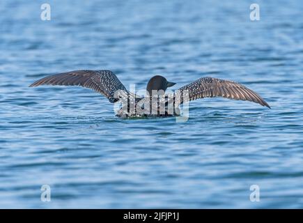 Common Loon Spreading Its Wings Stock Photo - Alamy