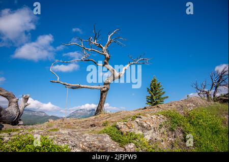 The famous Burmis tree in Crowsnest Pass, Alberta, Canada Stock Photo ...