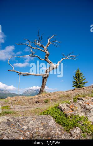 The famous Burmis tree in Crowsnest Pass, Alberta, Canada Stock Photo ...