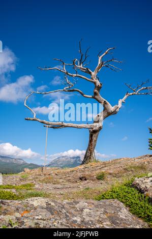 The famous Burmis tree in Crowsnest Pass, Alberta, Canada Stock Photo ...