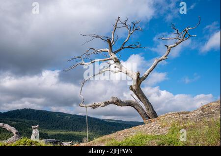 The famous Burmis tree in Crowsnest Pass, Alberta, Canada Stock Photo ...