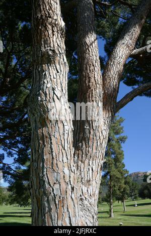 Hollywood, United States. 19th June, 2019. HOLLYWOOD, LOS ANGELES ...