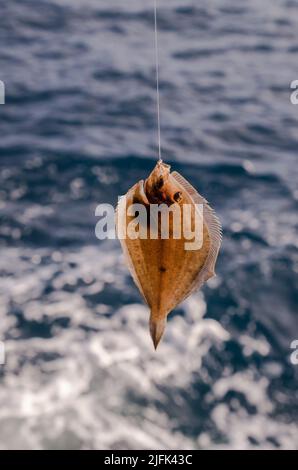 Whole Single Fresh Sole Fish Near The Ocean Stock Photo - Alamy