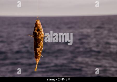 One Sea Fish Hooked over the Blue Atlantic Ocean Stock Photo - Alamy