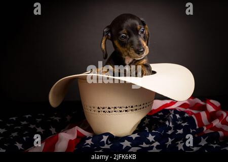 Very cute high definition studio portraits of Dachs Stock Photo - Alamy