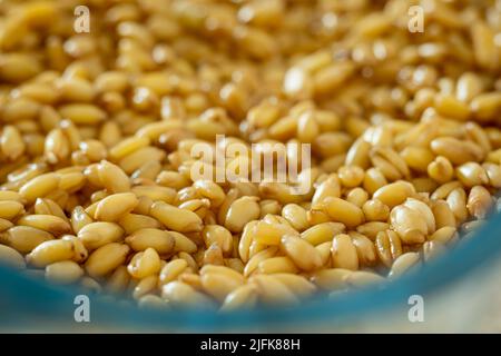 germinated wheat grain sprouts texture background flat overhead view ...