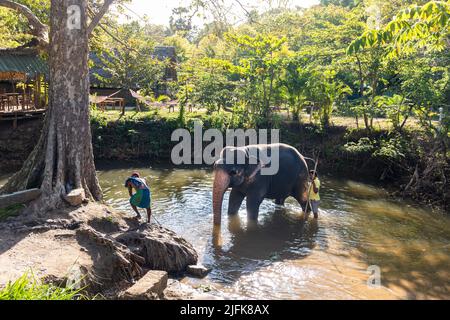 Mahout bathing his elephant, Sigiriya, Sri Lanka Stock Photo - Alamy