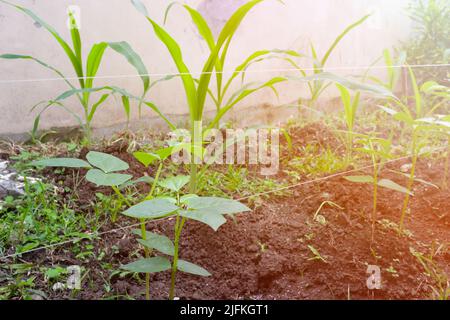 Corn and legume cowpea plants intercropping on a vegetable garden Stock ...