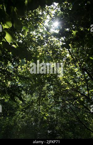 The uncontaminated nature of the Le Bine oasis Stock Photo - Alamy