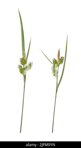 pale sedge (Carex pallescens Stock Photo - Alamy
