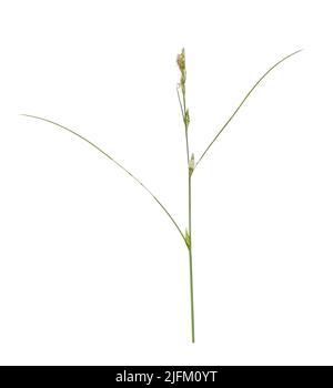 Remote Sedge (Carex remota Stock Photo - Alamy