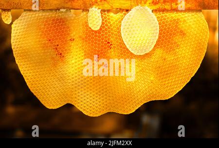 Empty fresh honeycombs. Abstract natural background. close up Stock ...