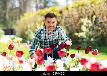 middle-aged man taking care of flowers at garden Stock Photo - Alamy