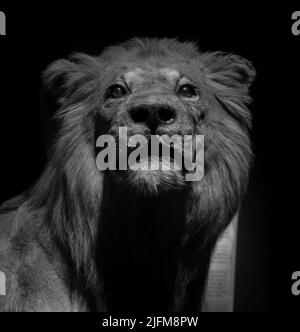 Grayscale lion portrait, looking forward, standing with rock and tree ...
