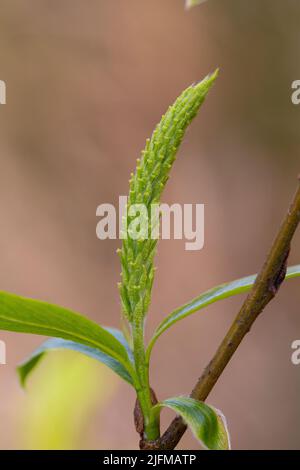 Female flower of Salix fragilis Stock Photo - Alamy