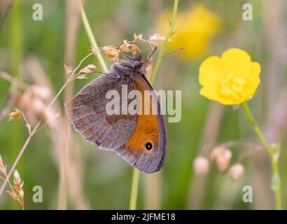 Meadow brown butterfly. A common british butterfly Stock Photo - Alamy
