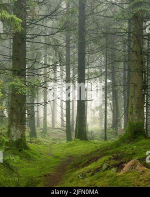 A misty coniferous forest. Mendip Hills, Somerset, England Stock Photo ...