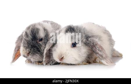 mini lops in front of white background Stock Photo - Alamy