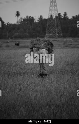 Indonesian farmers harvest rice organic in a paddy field in Ciharashas ...