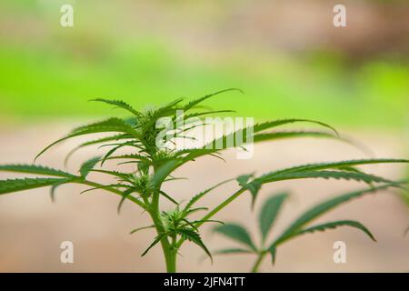 Durban Poison strain of sativa marijuana plant in early flowering stage ...