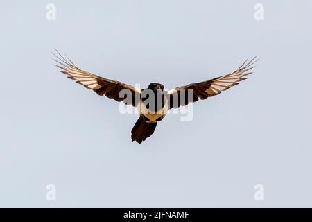 Magpie, Pica pica, flying. Sussex, UK Stock Photo - Alamy