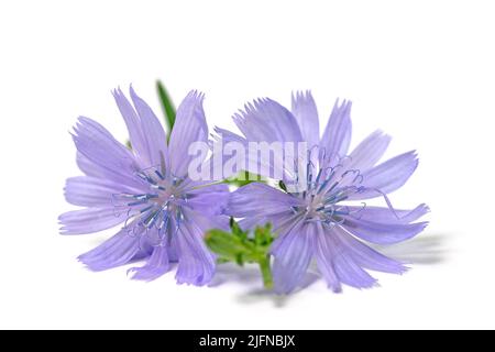 Chicory blossoms, Cichorium intybus, against white background Stock ...