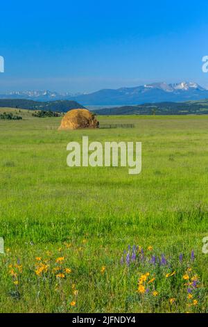haystack and wildflowers in a hay meadow below the flint creek range ...